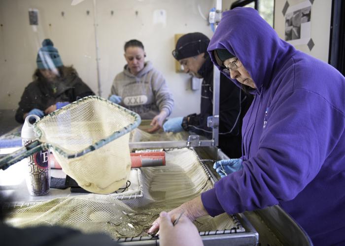Process of fin clipping begins at Samish Hatchery | Environment ...