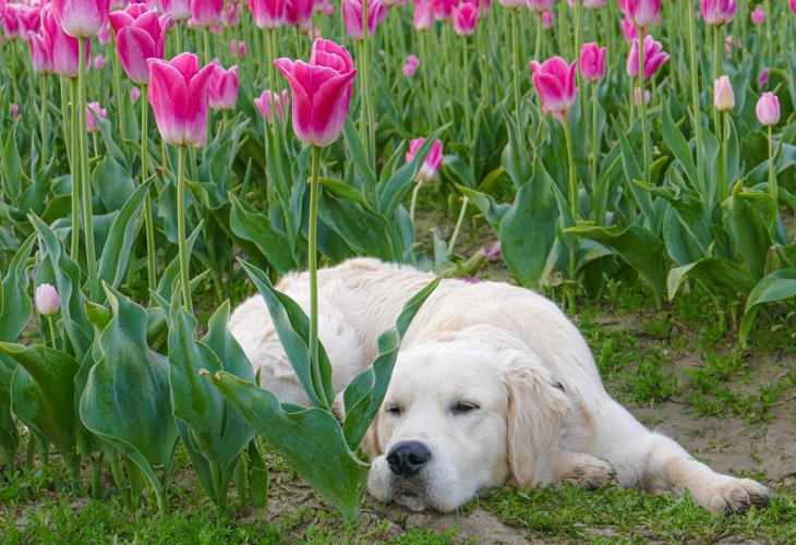 4-15: Skagit Views: Tuckered out among the tulips | 360 | goskagit.com
