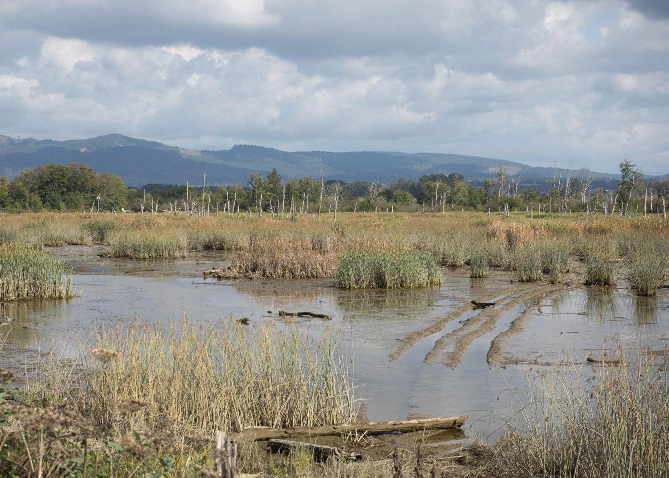 Wiley Slough to remain closed indefinitely | Environment | goskagit.com