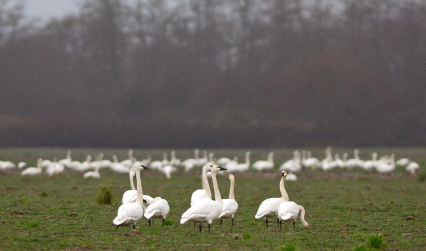 Photo gallery: Trumpeter swans and snow geese | News | goskagit.com