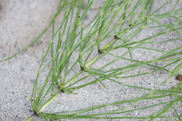 Perennial weed is poisonous to animals, tough to eradicate | All Access ...