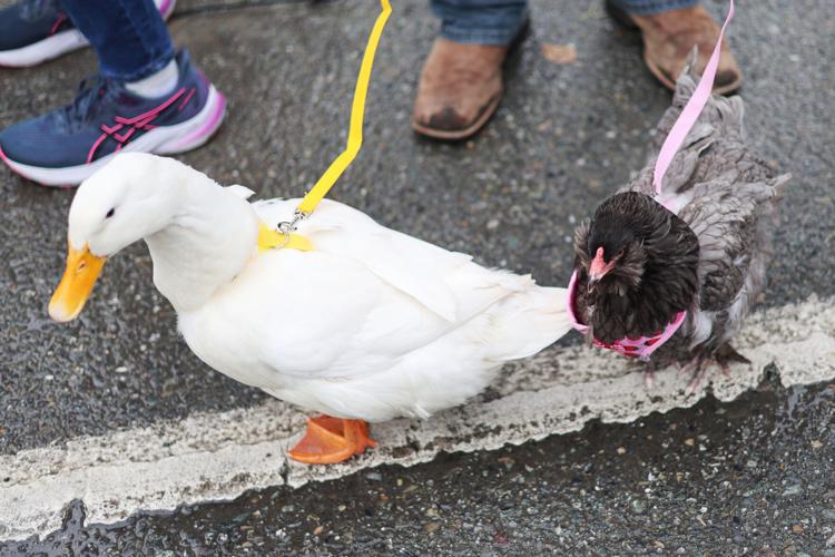 Edison Chicken Parade draws large crowd | 360 | goskagit.com