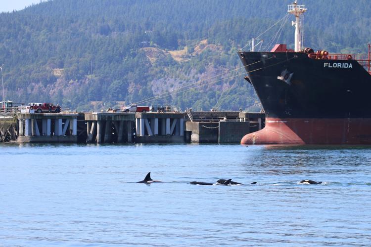 Orcas swim through Fidalgo Bay | News | goskagit.com