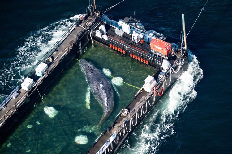 Here's what to know about Timmy, the humpback whale whose life and ...