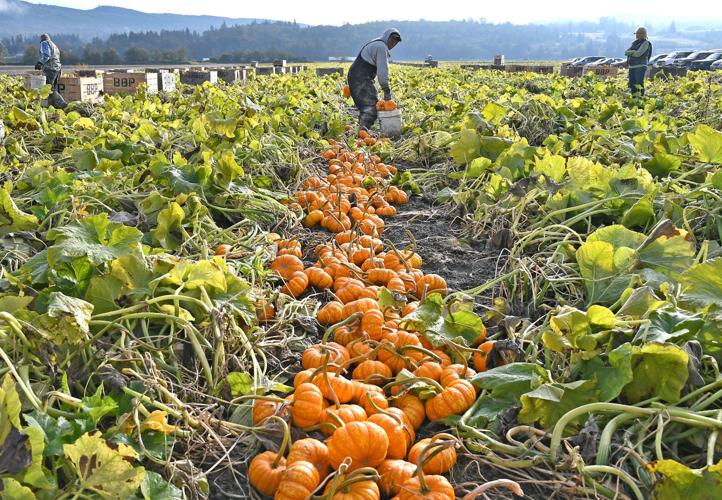 Bay Baby Produce bringing new value to pumpkins | Local News | goskagit.com