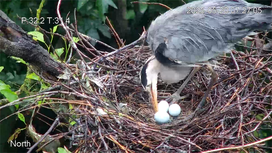 Lecture To Provide Bird S Eye View Of Great Blue Herons Nesting At