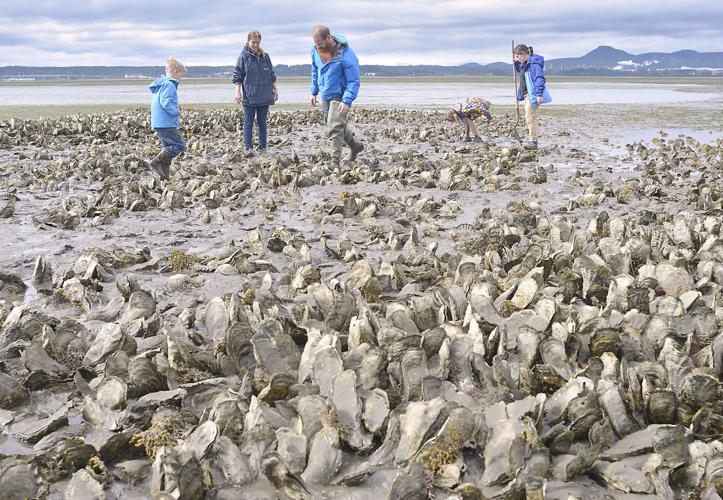 Mudflat Safari | Gallery | goskagit.com