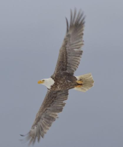 MV resident spots leucistic bald eagle | Ornithology | goskagit.com