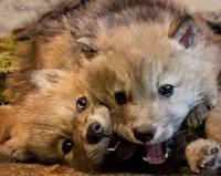 wolf pup name