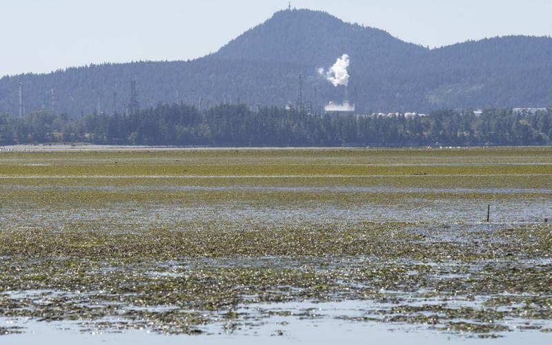 Researchers examine eelgrass wasting disease in Padilla Bay ...