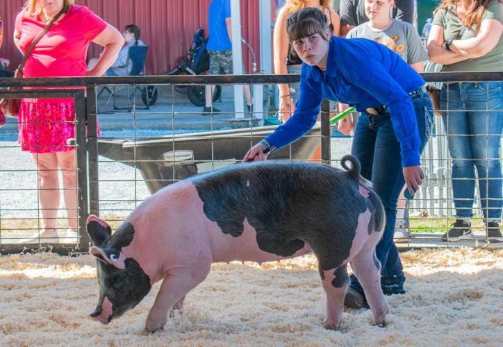 Stanwood-Camano Community Fair draws big crowds | SC News | goskagit.com