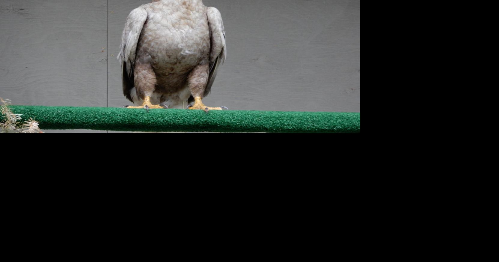Wildlife center treats rare bald eagle for wing injury | Local News ...