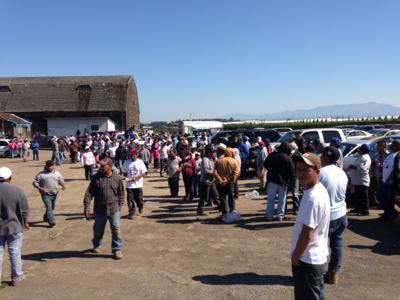 Farmworkers on strike again at Sakuma Bros. Farms | All Access ...