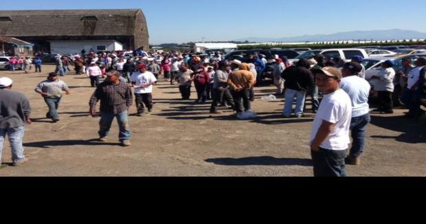 Farmworkers on strike again at Sakuma Bros. Farms | All Access ...