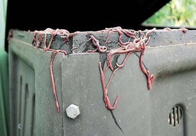 Wiggling red worms perfect for composting, a great learning tool for ...