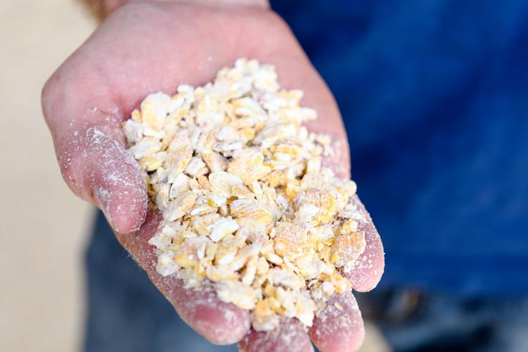 Young dairy farmer competing for national honor | Local News | goskagit.com