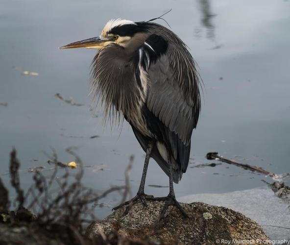Skagit Views — A new year, with new images | 360 | goskagit.com