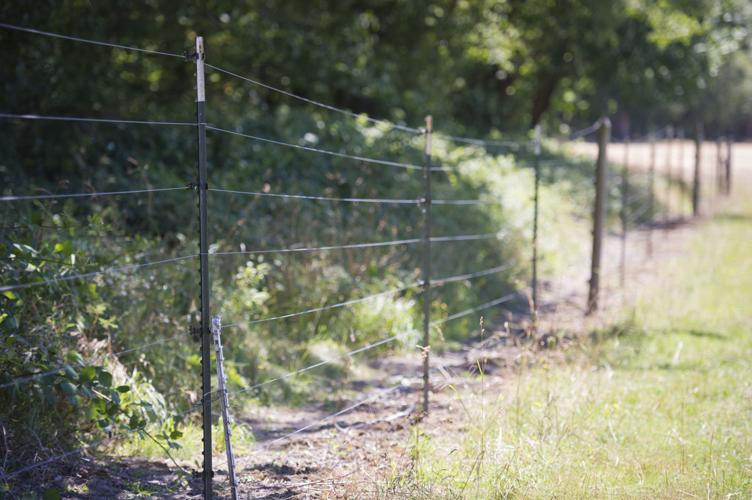 Landowners, Fish and Wildlife team up to take on elk | Environment ...