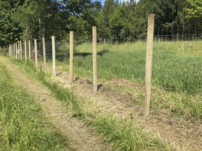 Concrete School District makes plans to combat elk | Local News ...