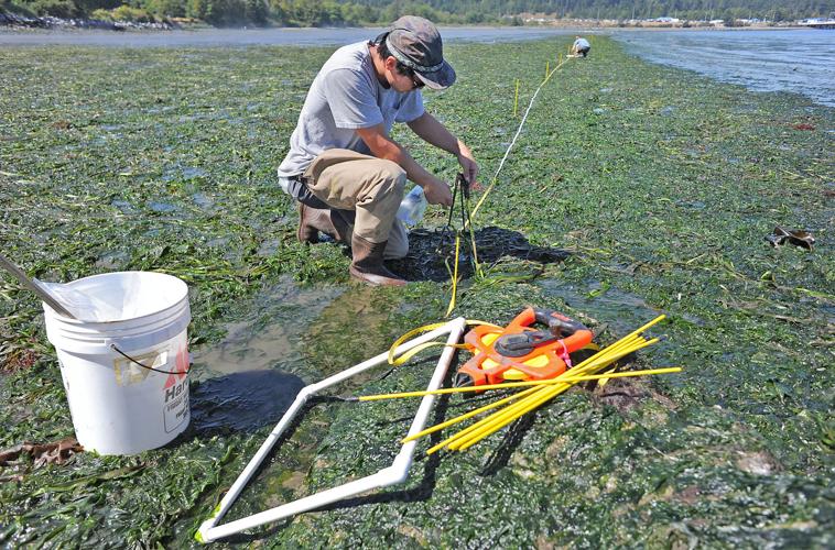 Researchers document eelgrass wasting disease in Skagit, San Juan ...