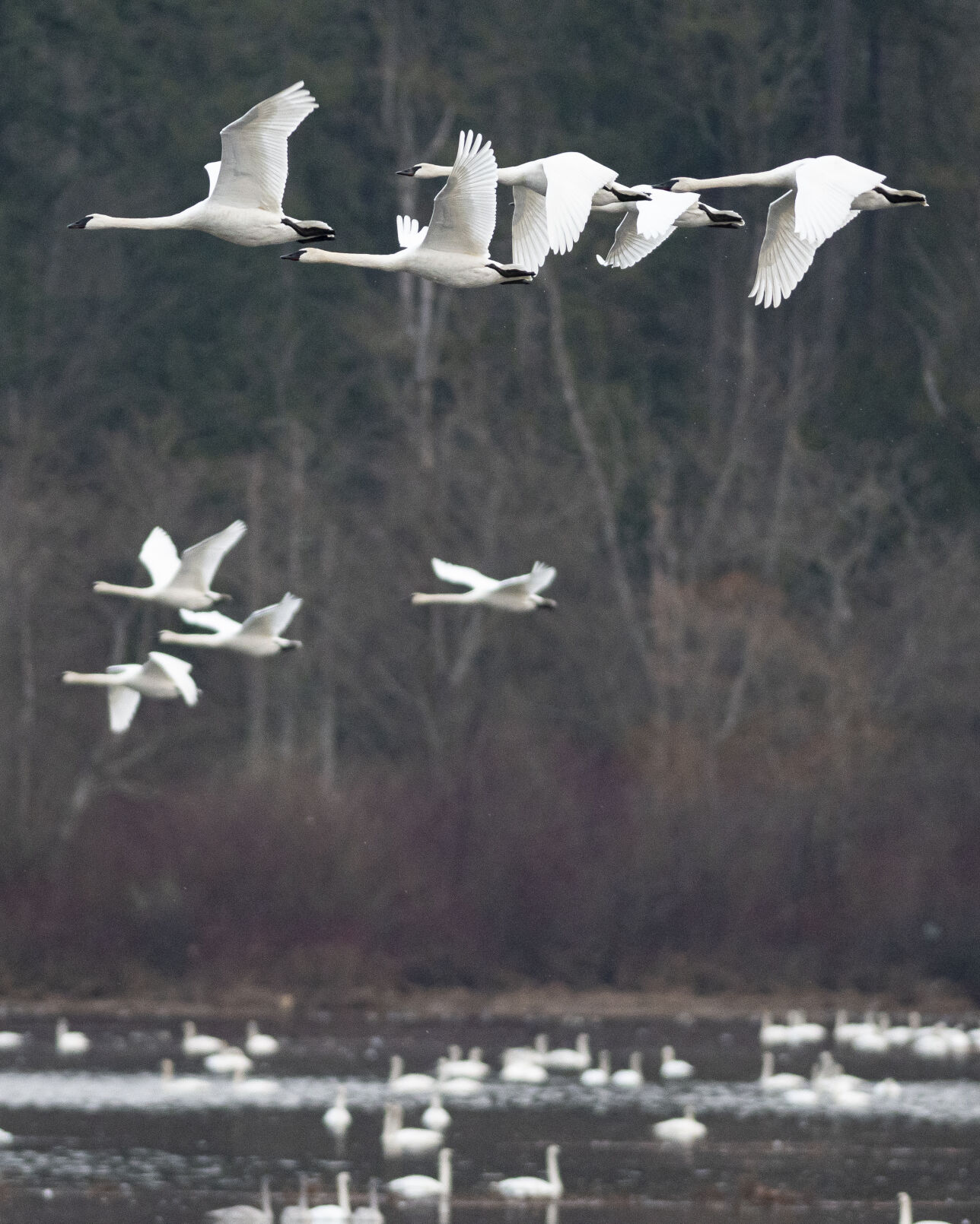 Group watches trumpeter swans lift off at sunrise at Barney Lake ...
