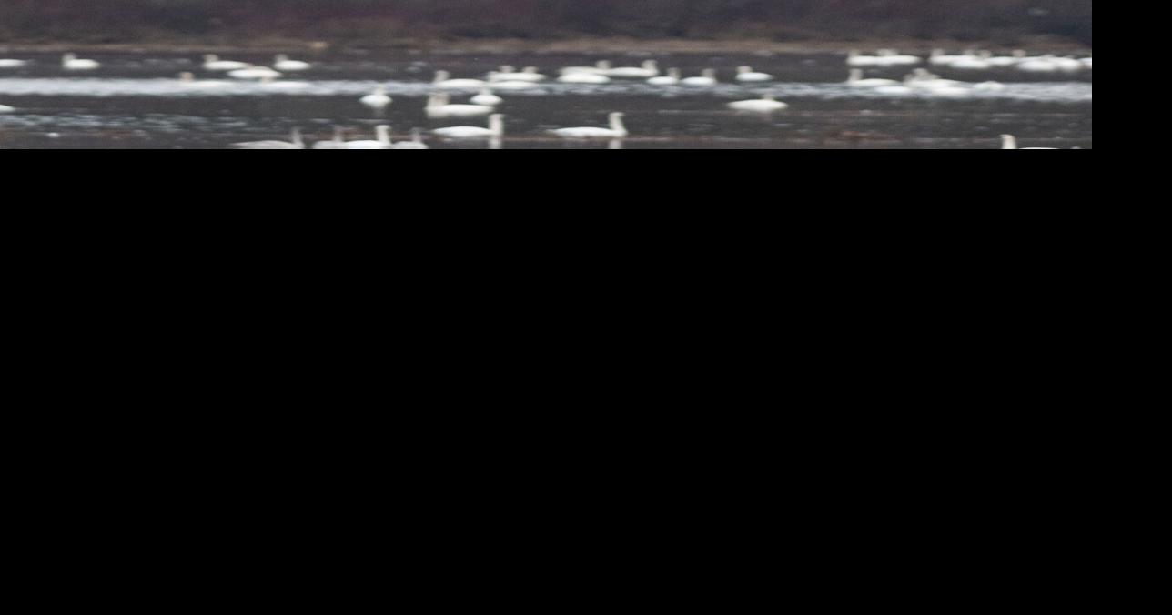 Group watches trumpeter swans lift off at sunrise at Barney Lake ...