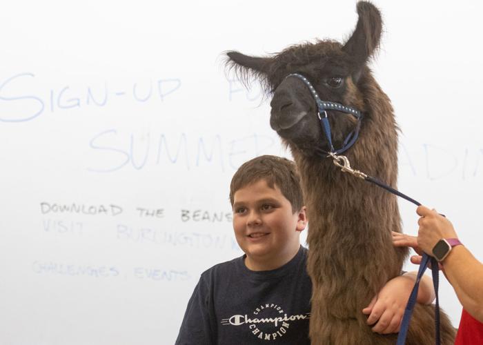 Therapy llamas visit Burlington Public Library | Education | goskagit.com