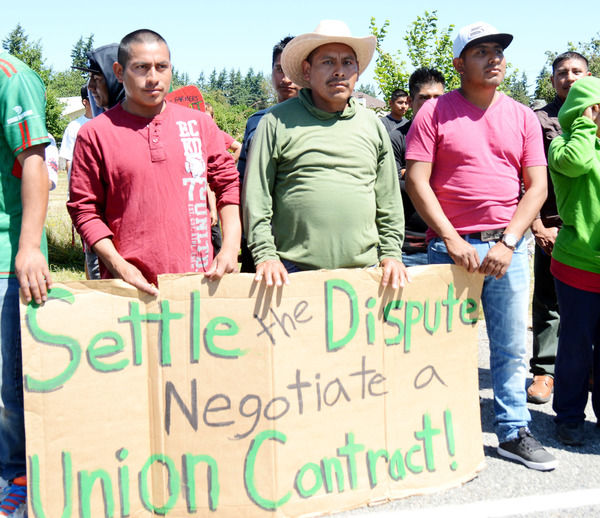 Sakuma Bros. farmworkers walk off the job | All Access | goskagit.com