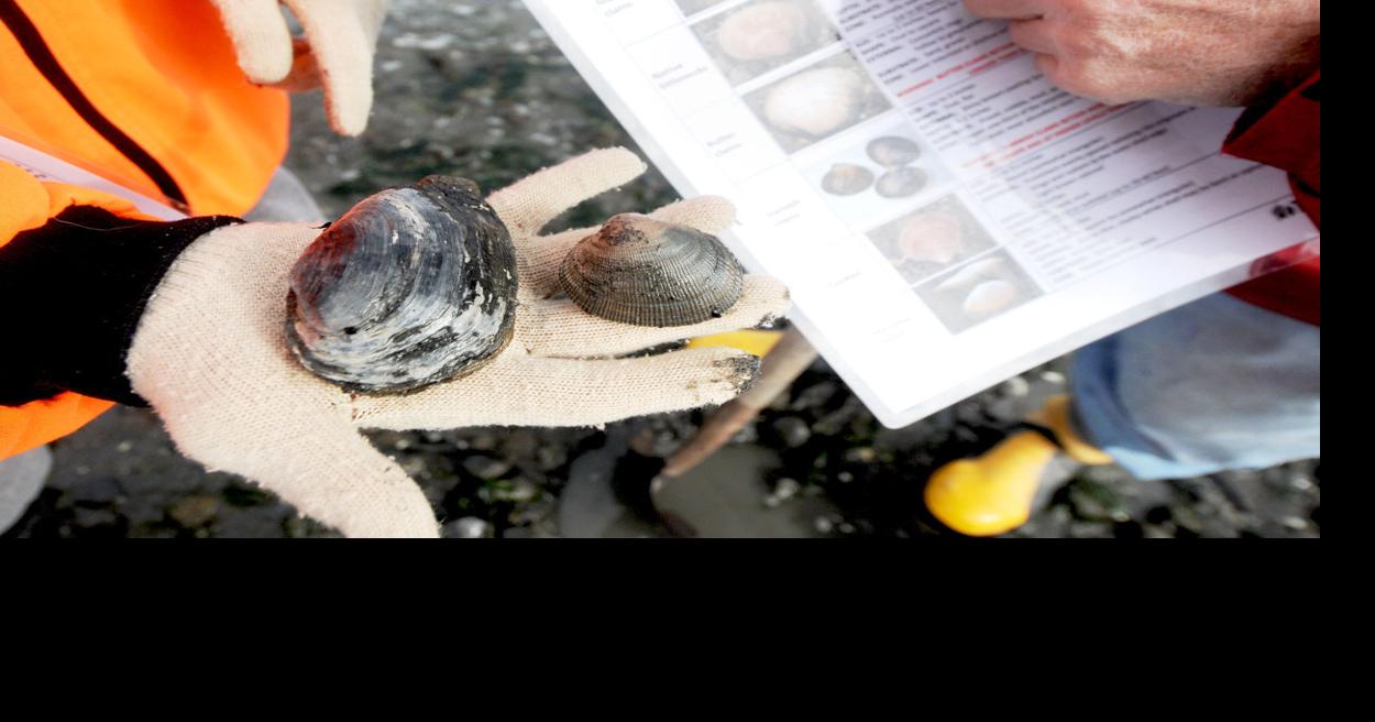 Simple steps to avoid illness from shellfish | News | goskagit.com