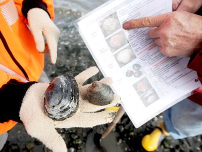 Simple steps to avoid illness from shellfish | News | goskagit.com