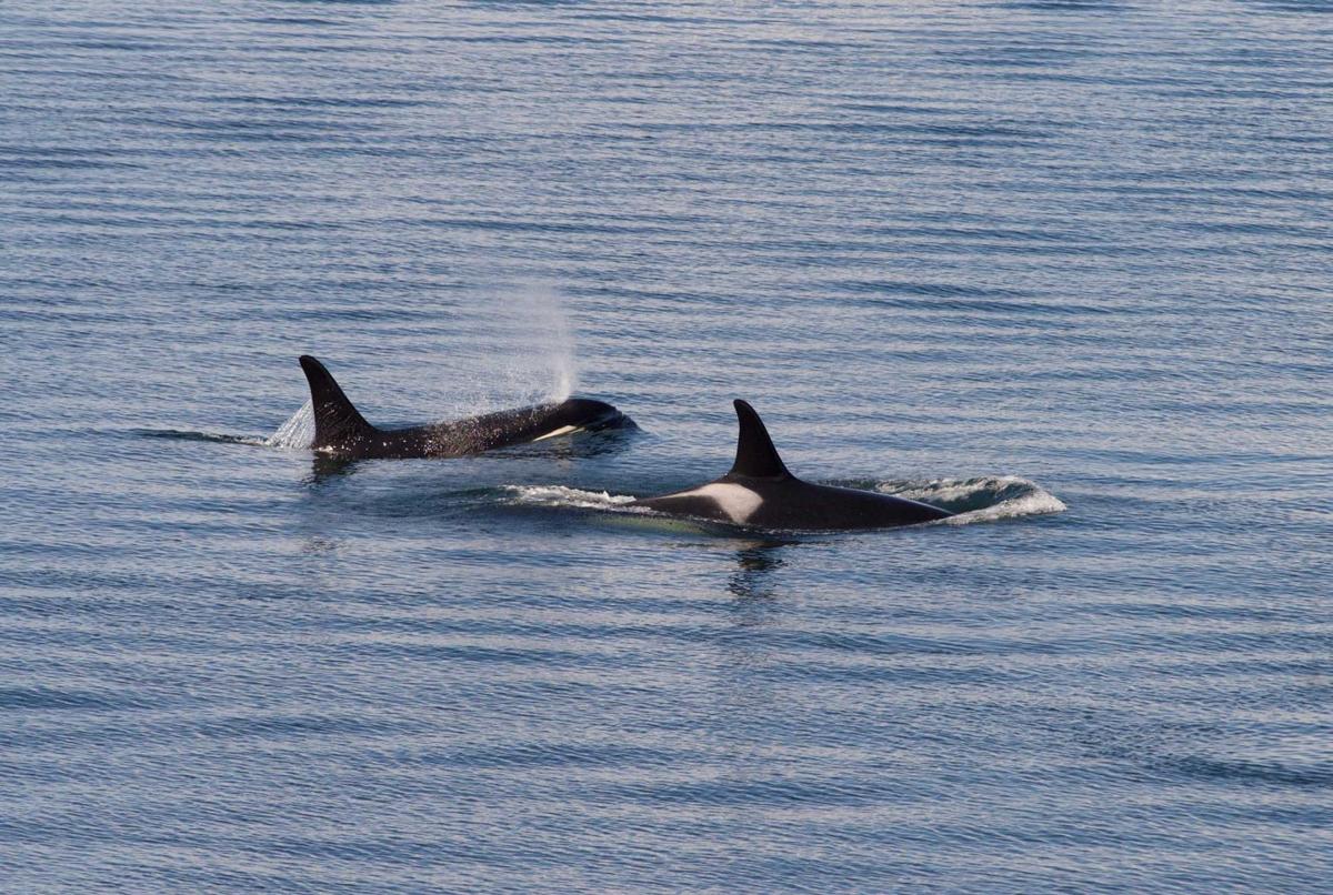 Southern Resident orcas make late return to Salish Sea | News ...