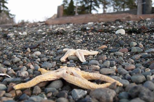 Sea stars dying in record numbers on West Coast | SC News | goskagit.com