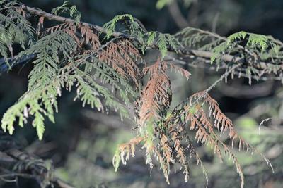 Second seminar on dying trees set | Local News | goskagit.com