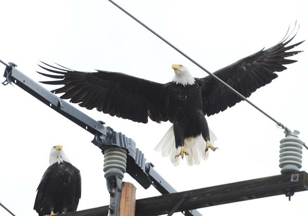 Look to the skies at Skagit Eagle Festival | Entertainment | goskagit.com
