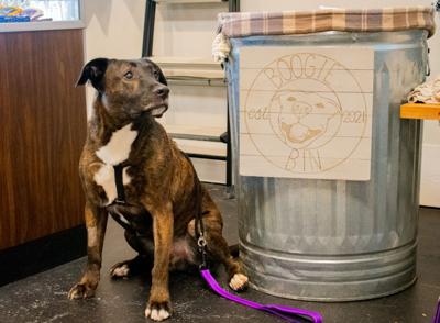 Boogie Bin aims to help pet-related nonprofits | Local News | goskagit.com