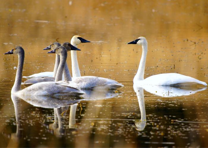 Swans have returned to local fields | News | goskagit.com