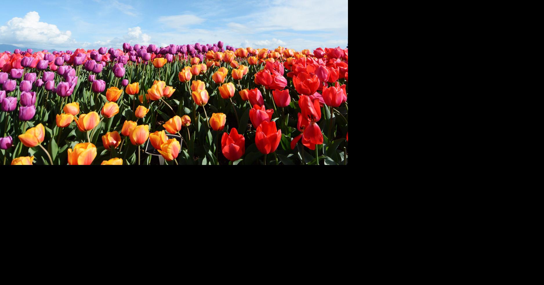 It's time for tulips | News | goskagit.com