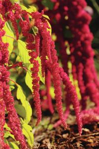 Amaranthus: The Plant of Many Faces | Home And Garden | goskagit.com