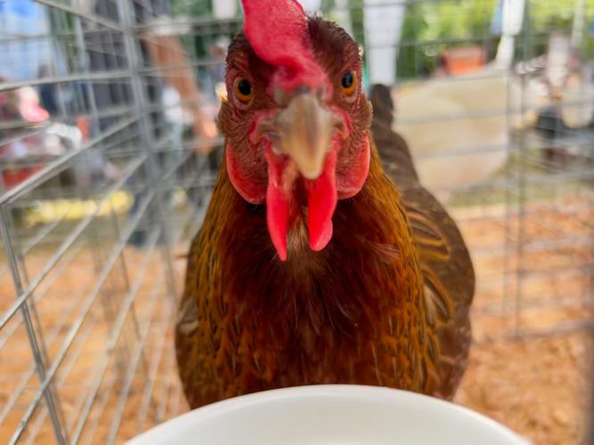 Silvana Fair offers animals, booths and family | SC News | goskagit.com