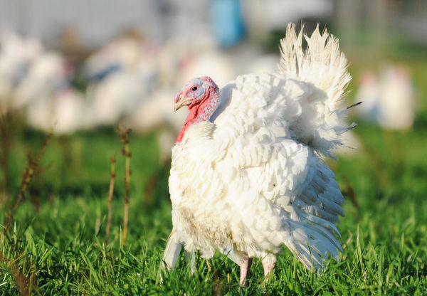 Pastured turkeys gobble happily in Sedro-Woolley | All Access ...