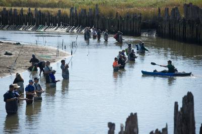 Forecasts on fish returns to Skagit, Samish rivers are encouraging ...