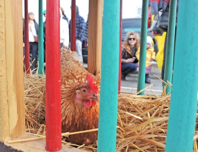 Edison Chicken Parade | Gallery | goskagit.com