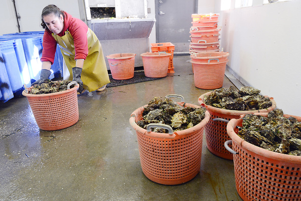 China’s shellfish ban hits Skagit County | All Access | goskagit.com