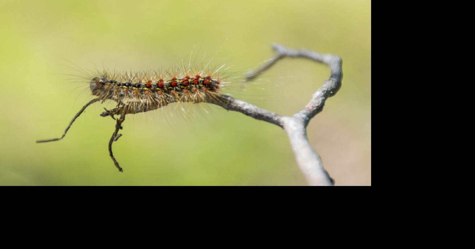 Invasive moths under control near Concrete | Environment | goskagit.com