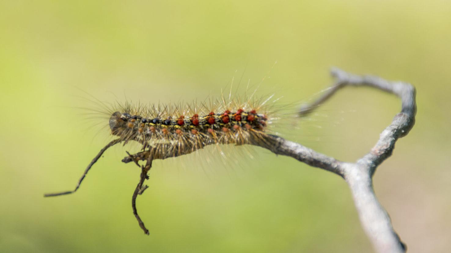 State to treat 900 acres near Baker Lake for spongy moths | Environment ...