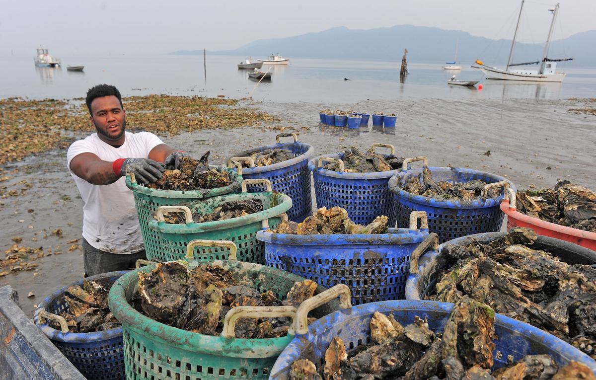 Shellfish harvest resumes in Samish Bay | Environment | goskagit.com