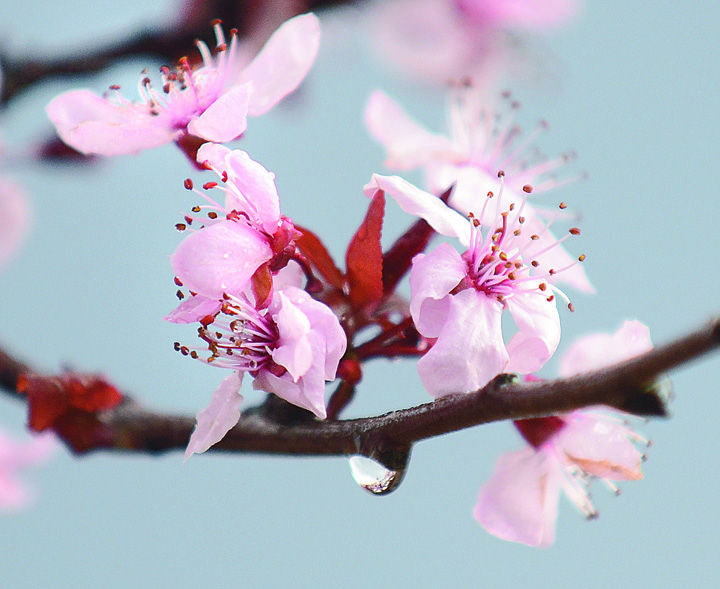 Spring Arrives | featured galleries | goskagit.com