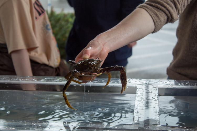 20th annual Fidalgo Bay Day makes big splash | Anacortes | goskagit.com