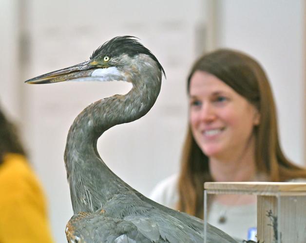 A ‘bird nerd’s’ delight in La Conner | Local News | goskagit.com