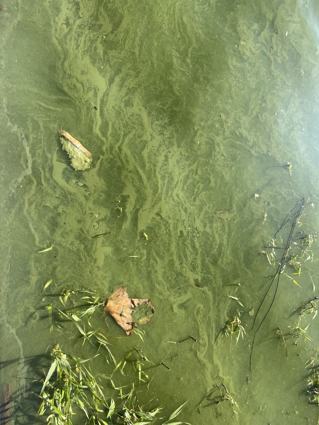 Algae causes green water, smell at Campbell Lake | News | goskagit.com